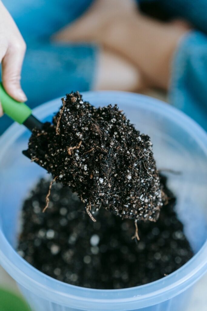 How to Grow an Avocado Tree indoors: seed to plant - Munchyesta